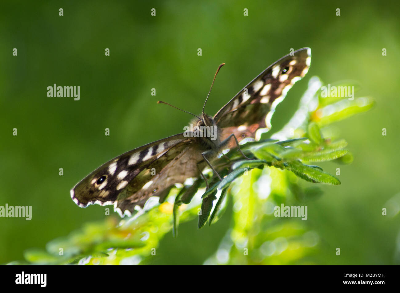 Sunlight through the butterfly hi-res stock photography and images - Alamy