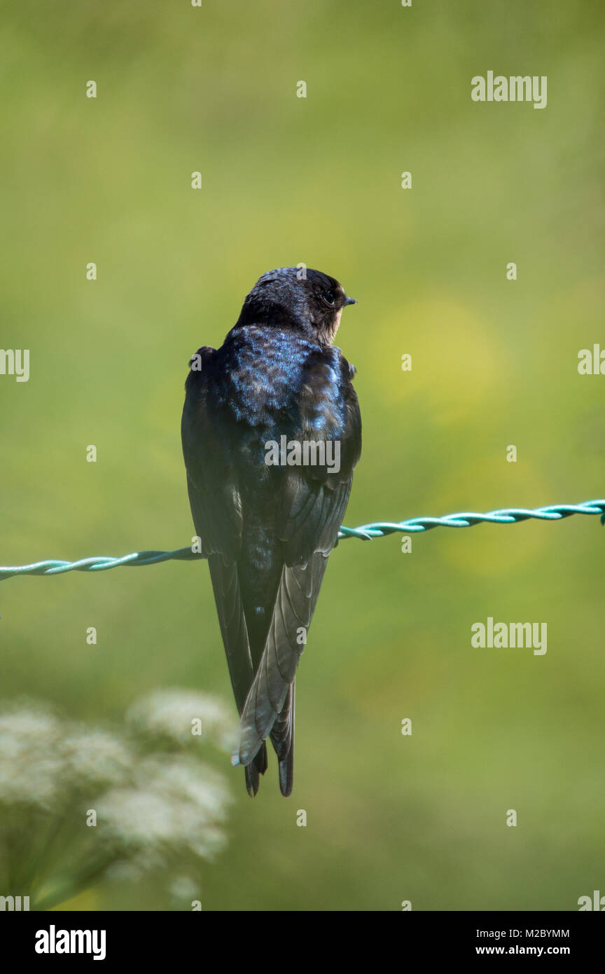 Swallow on fence wire hi-res stock photography and images - Alamy