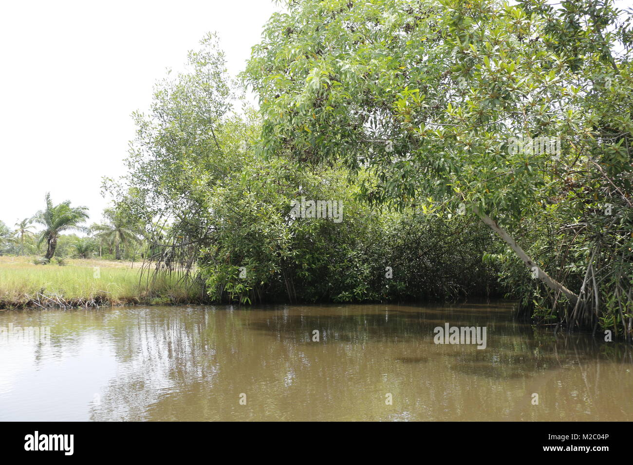 Benin africa mangrove hi-res stock photography and images - Alamy