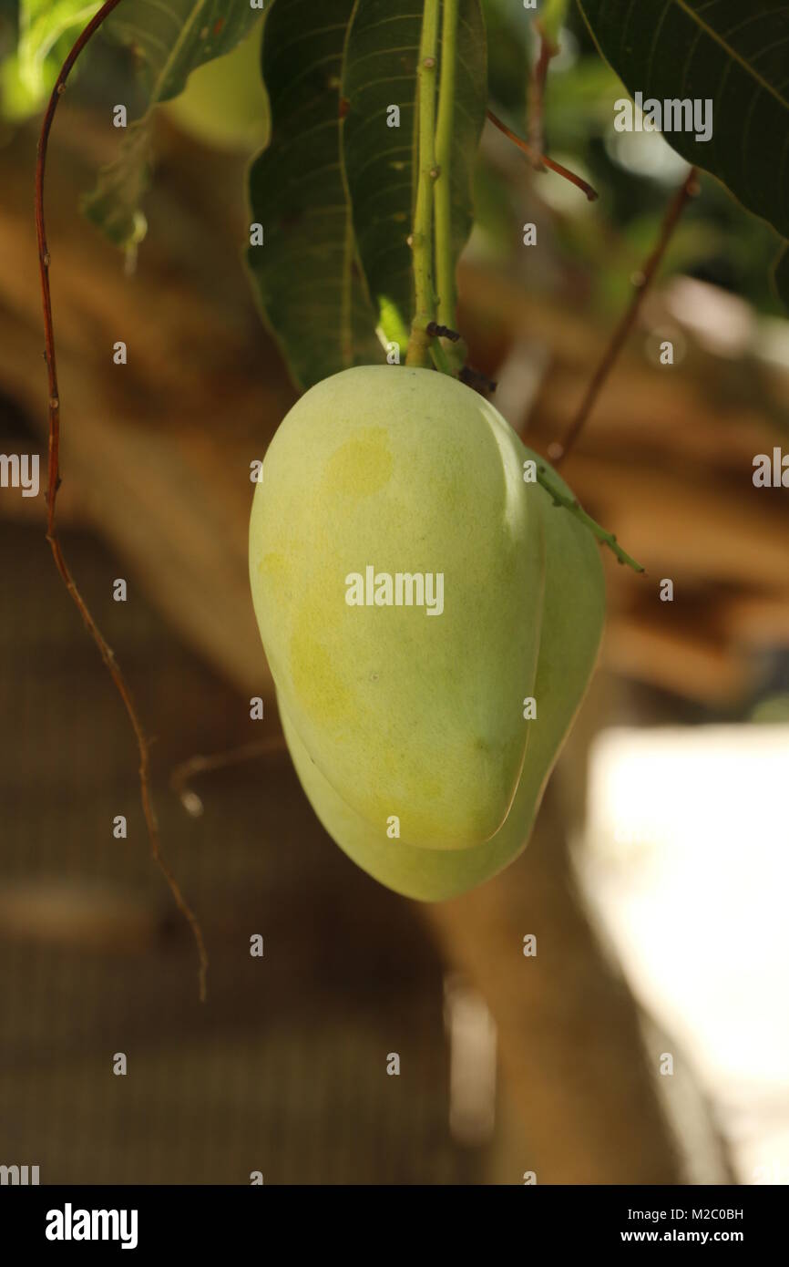 Mango grows on tree Stock Photo - Alamy