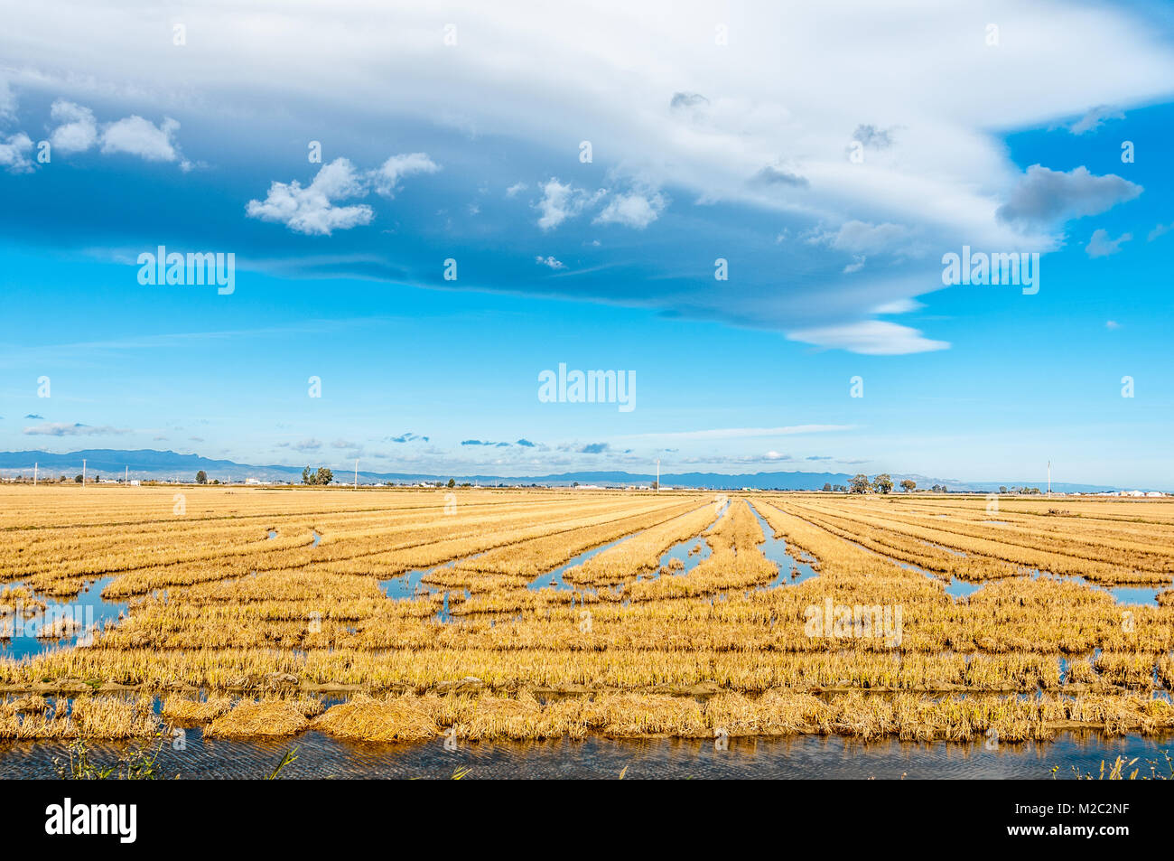 stubble on a rice field flooded, Ebro Delta, Catalonia, Spain Stock ...