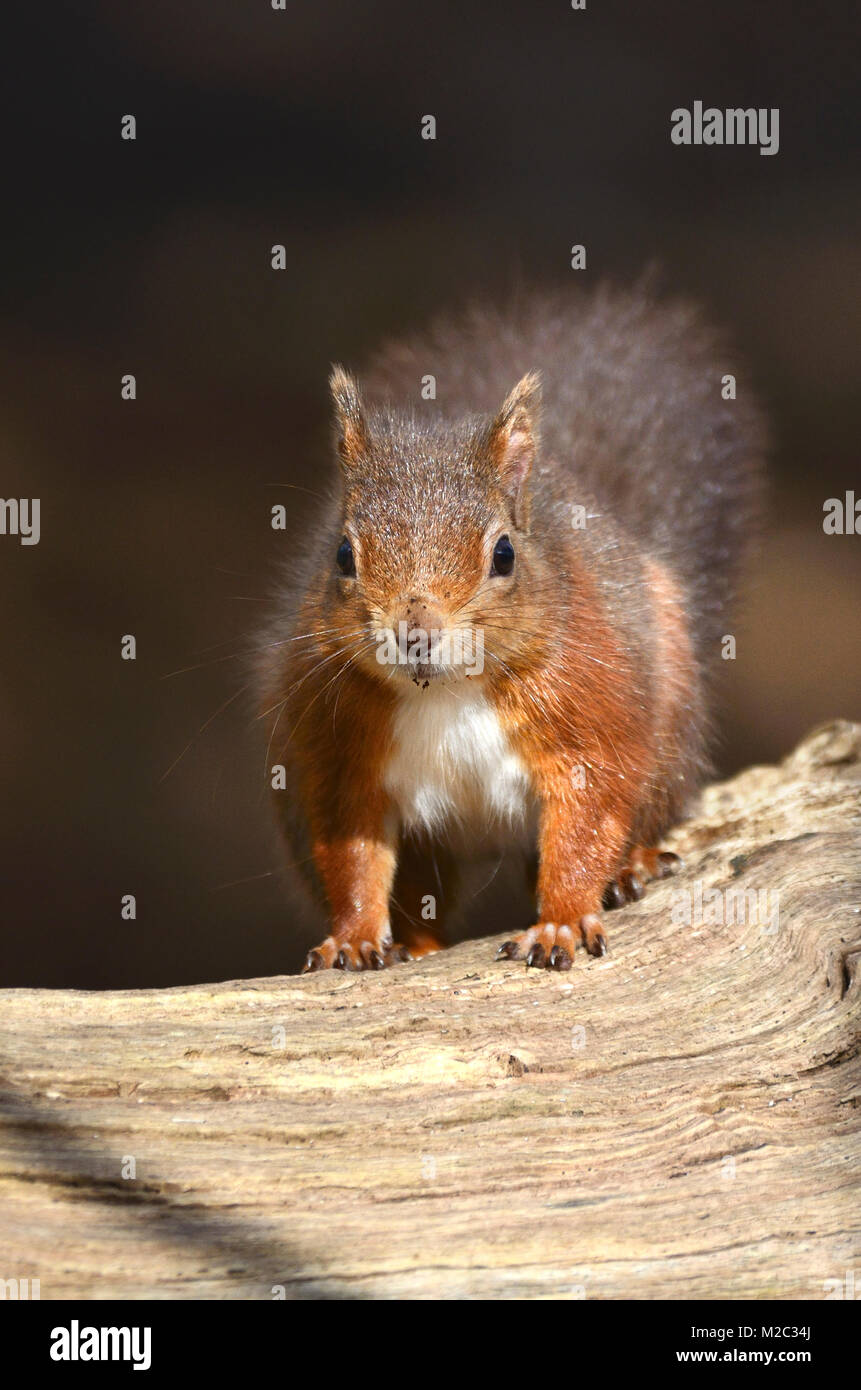 Acrobatic squirrel hi-res stock photography and images - Alamy