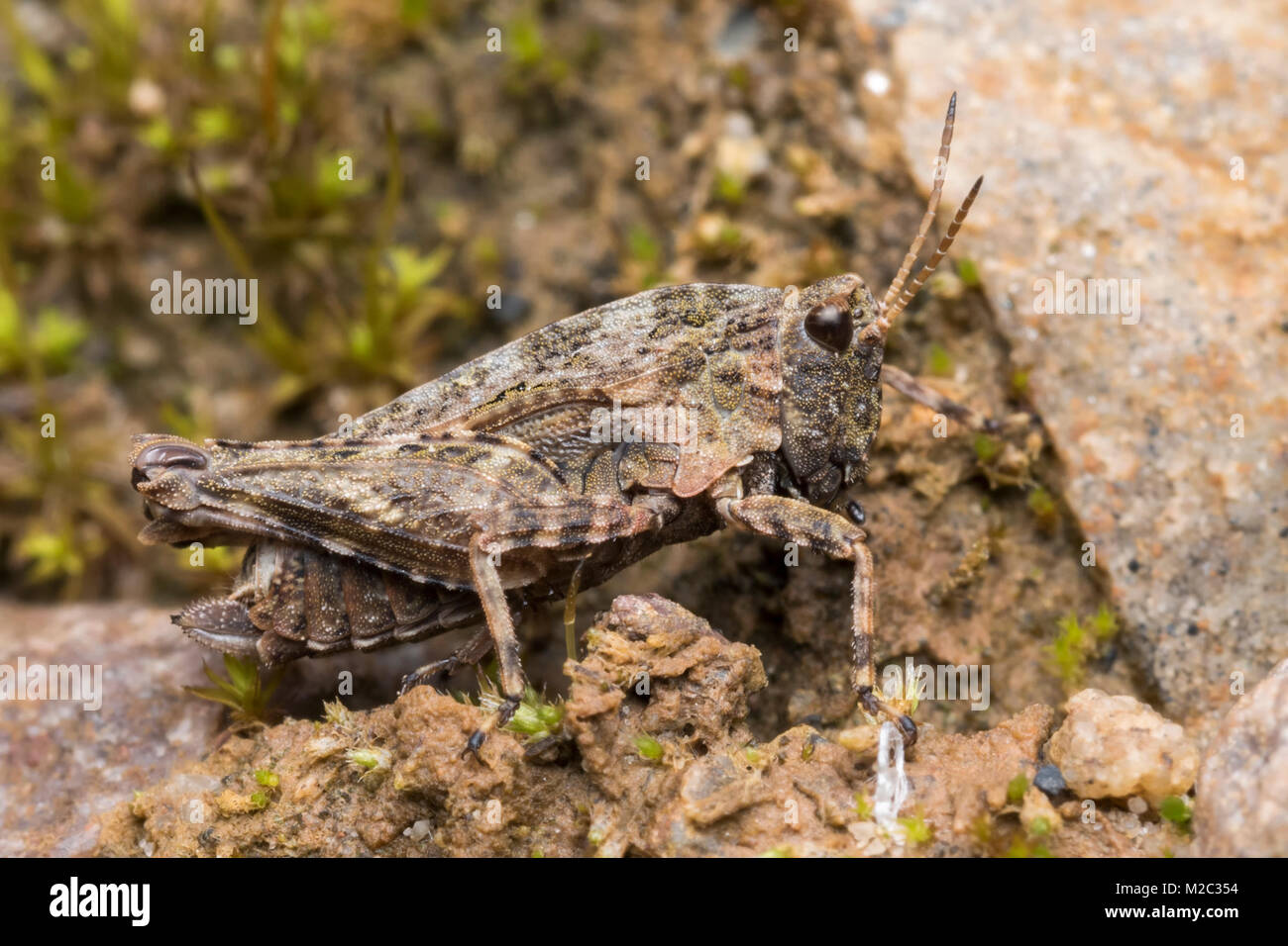 Common ground hopper, tetrix undulata hi-res stock photography and ...
