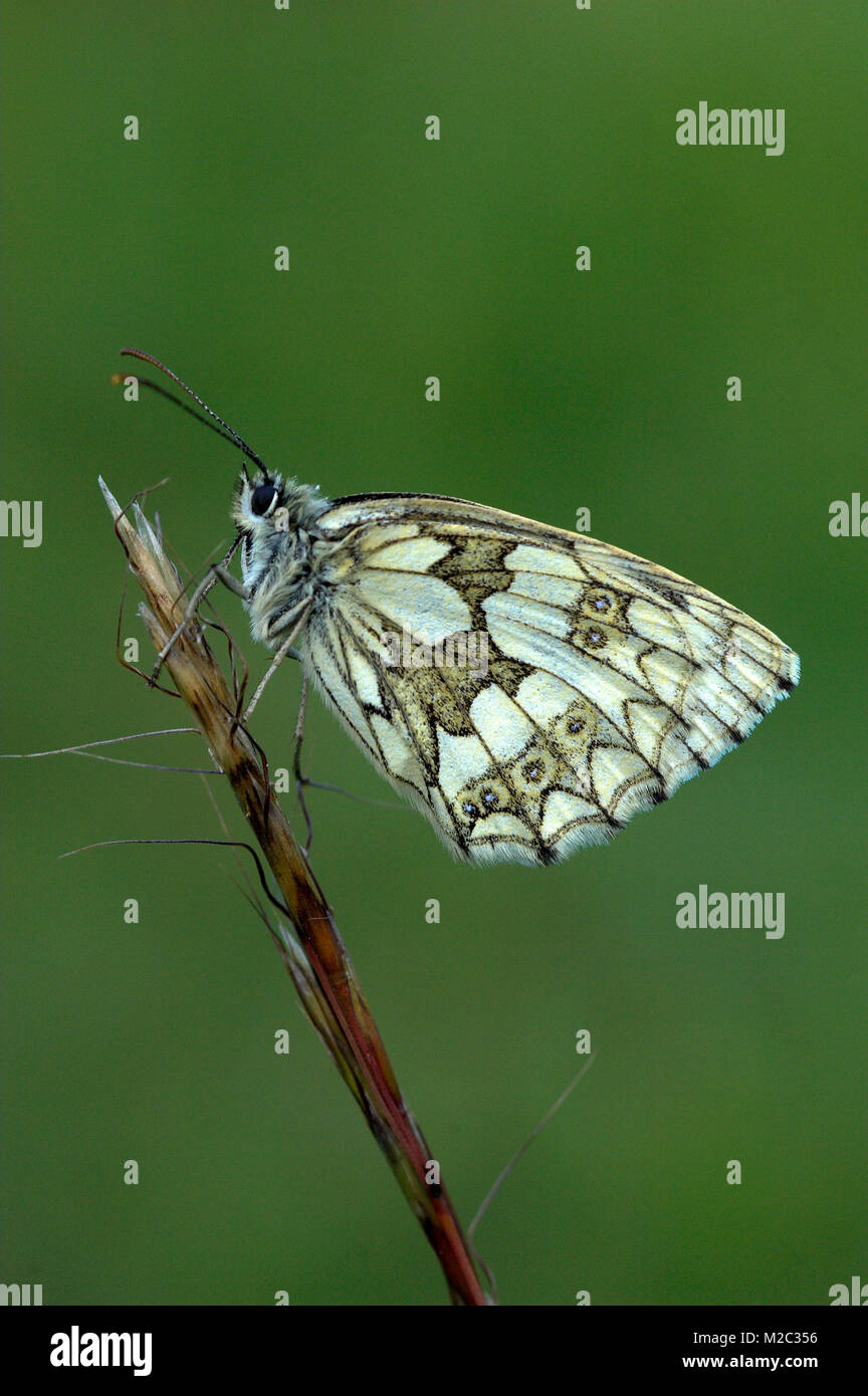 Black white wing pattern hi-res stock photography and images - Alamy