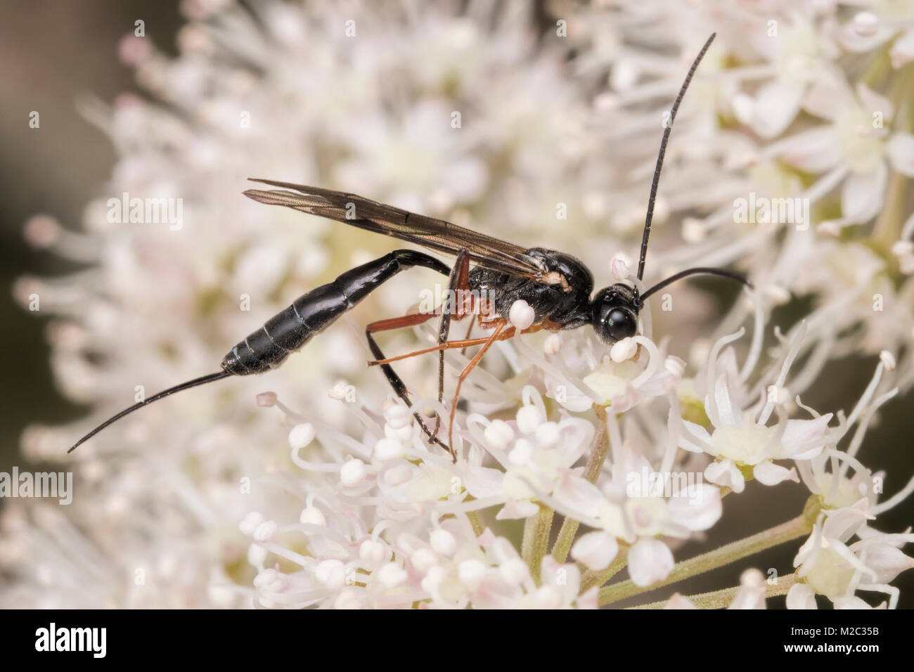Ichneumonid Wasp feeding on an umbellifer flower. Dundrum, Tipperary ...