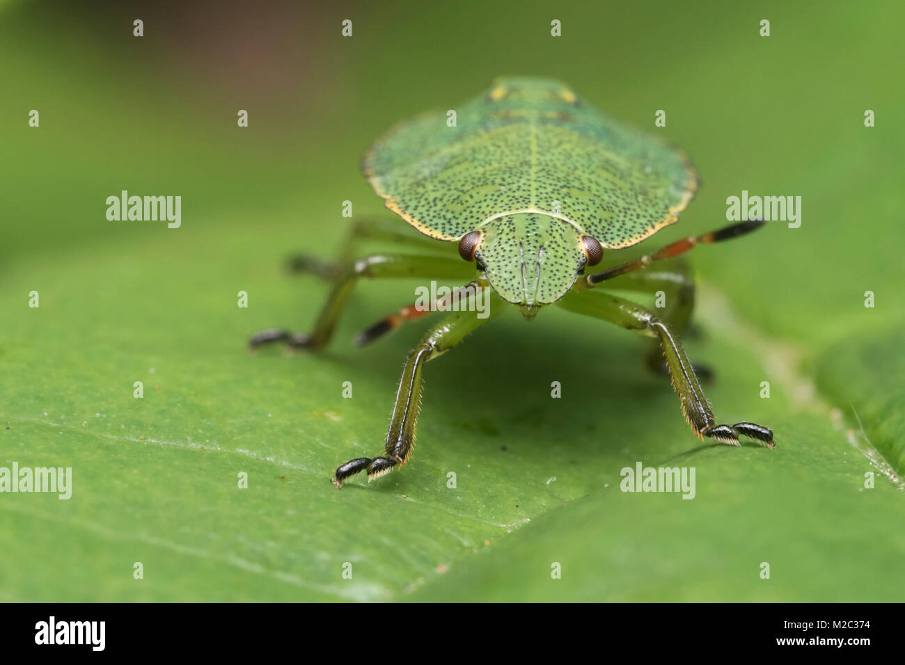 Shieldbugs hi-res stock photography and images - Alamy