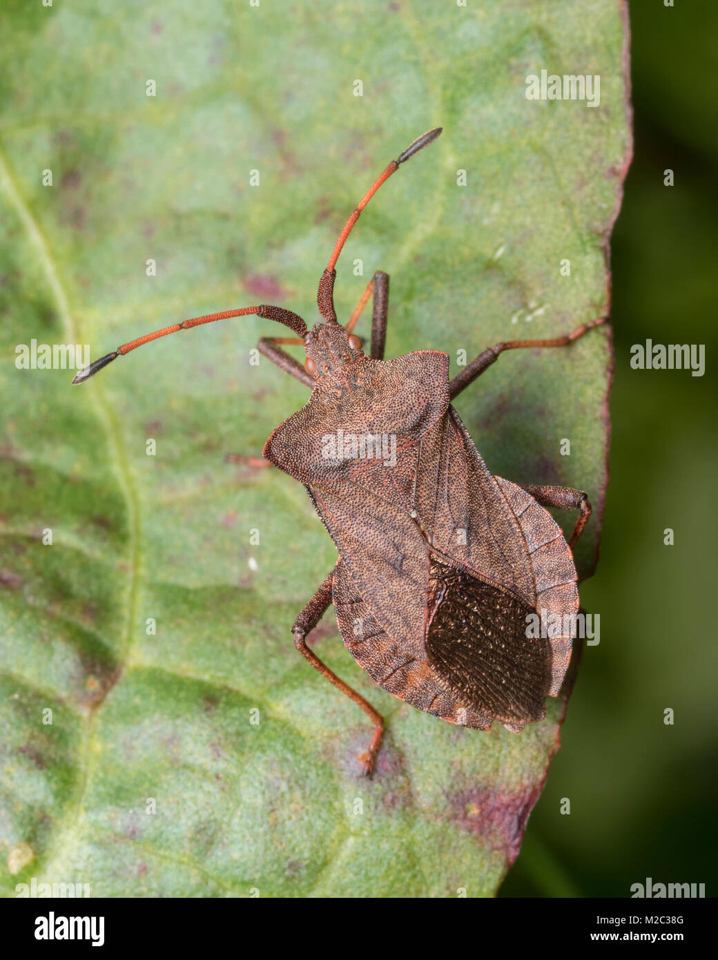 Portrait view of a Dock Bug (Coreus marginatus) resting on a dock leaf ...