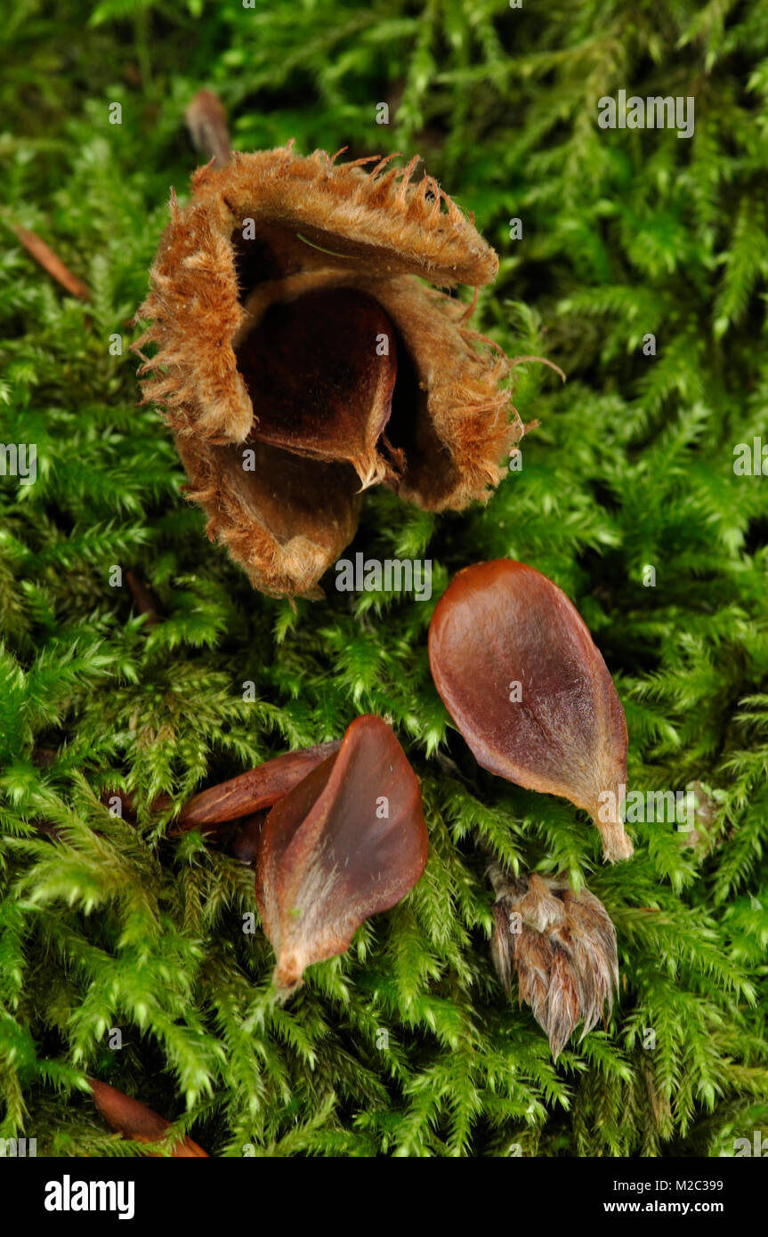 Beechmast hi-res stock photography and images - Alamy