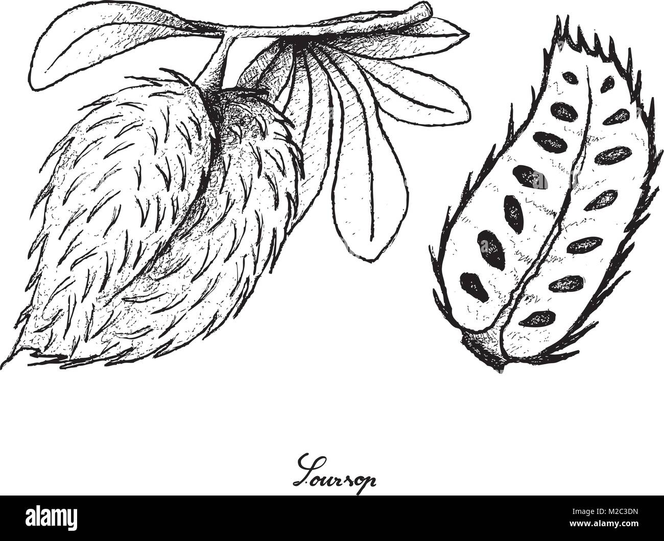 Annonaceae Stock Vector Images - Alamy