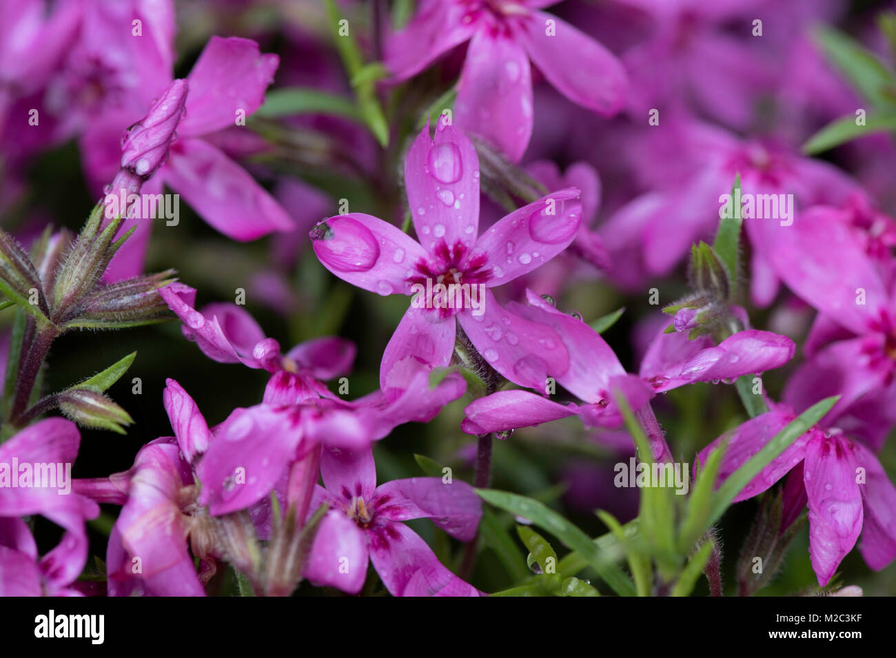 Bright pink ground cover flower hi-res stock photography and images - Alamy