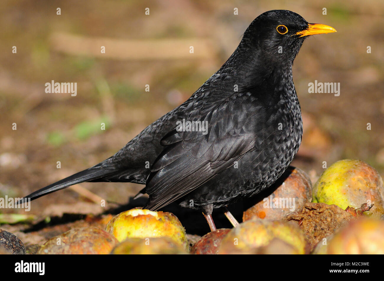 blackbird turdus merula Stock Photo - Alamy