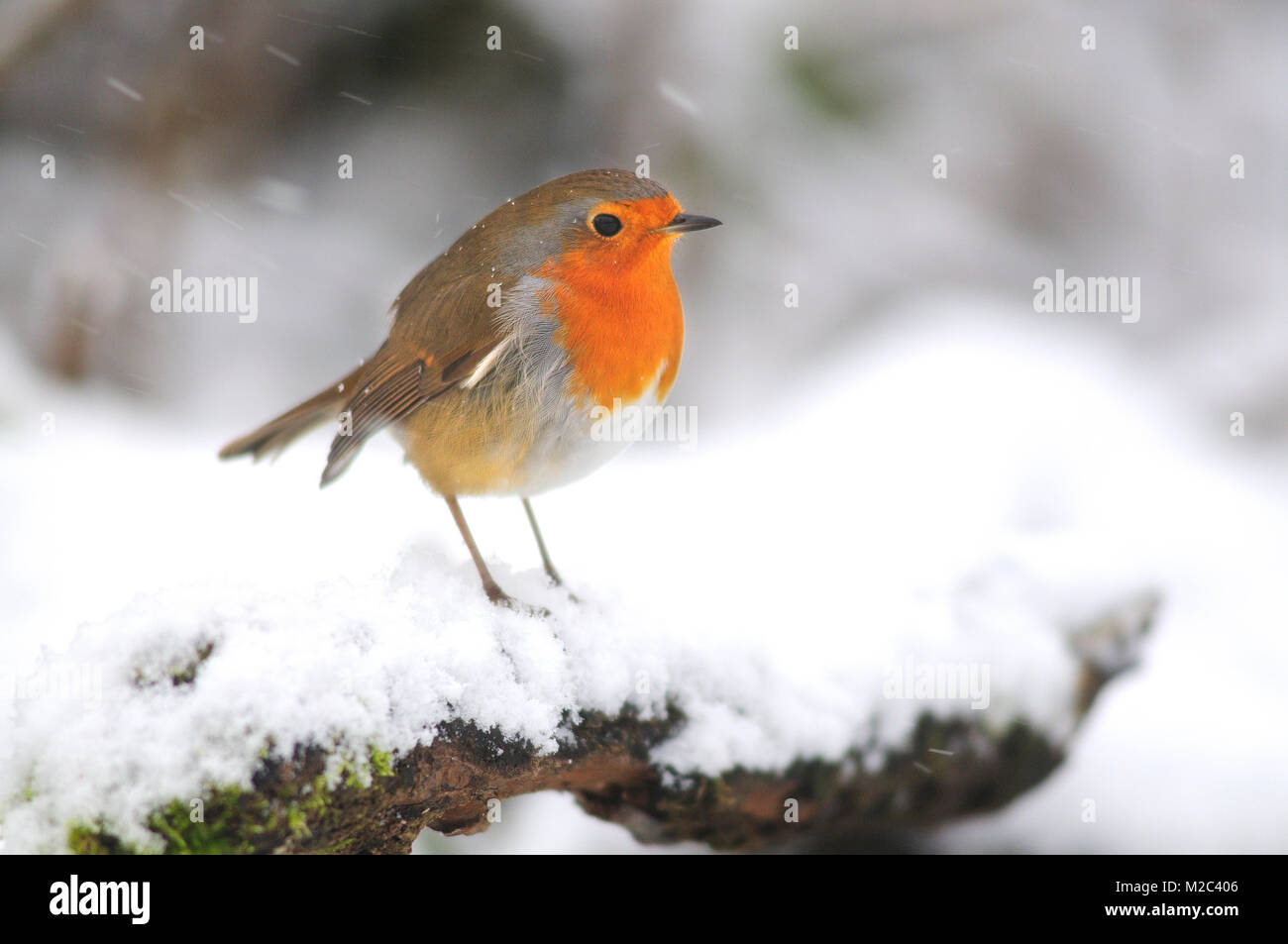 Robin bird uk hi-res stock photography and images - Alamy