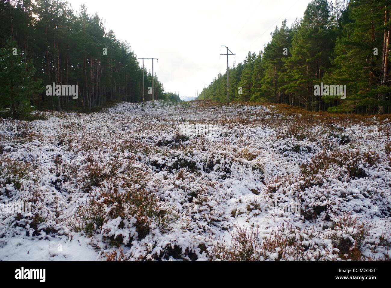 Telegraph Poles of the National Grid Electricity Supply Through a ...