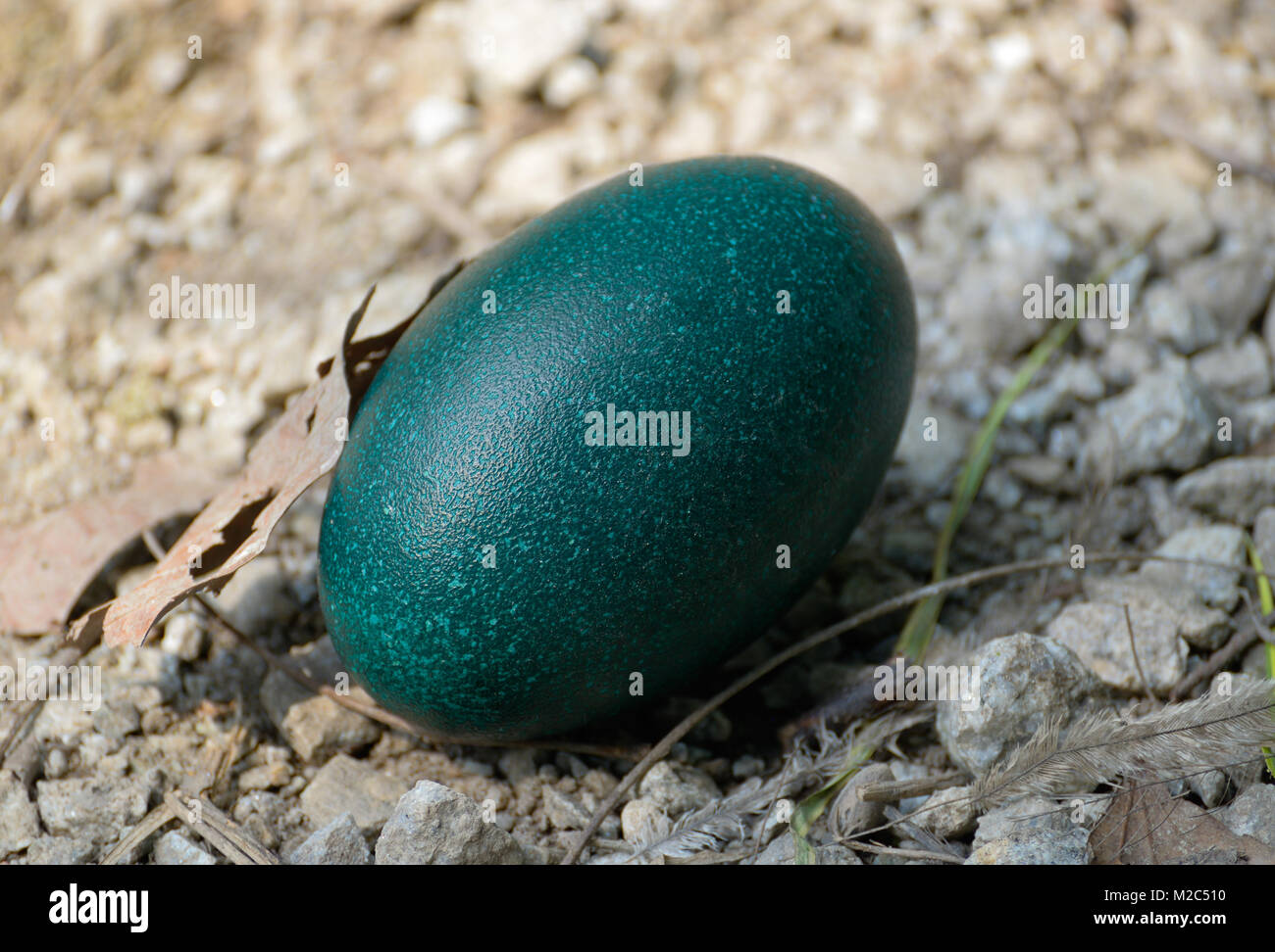 Green emu egg lying on the ground Stock Photo - Alamy