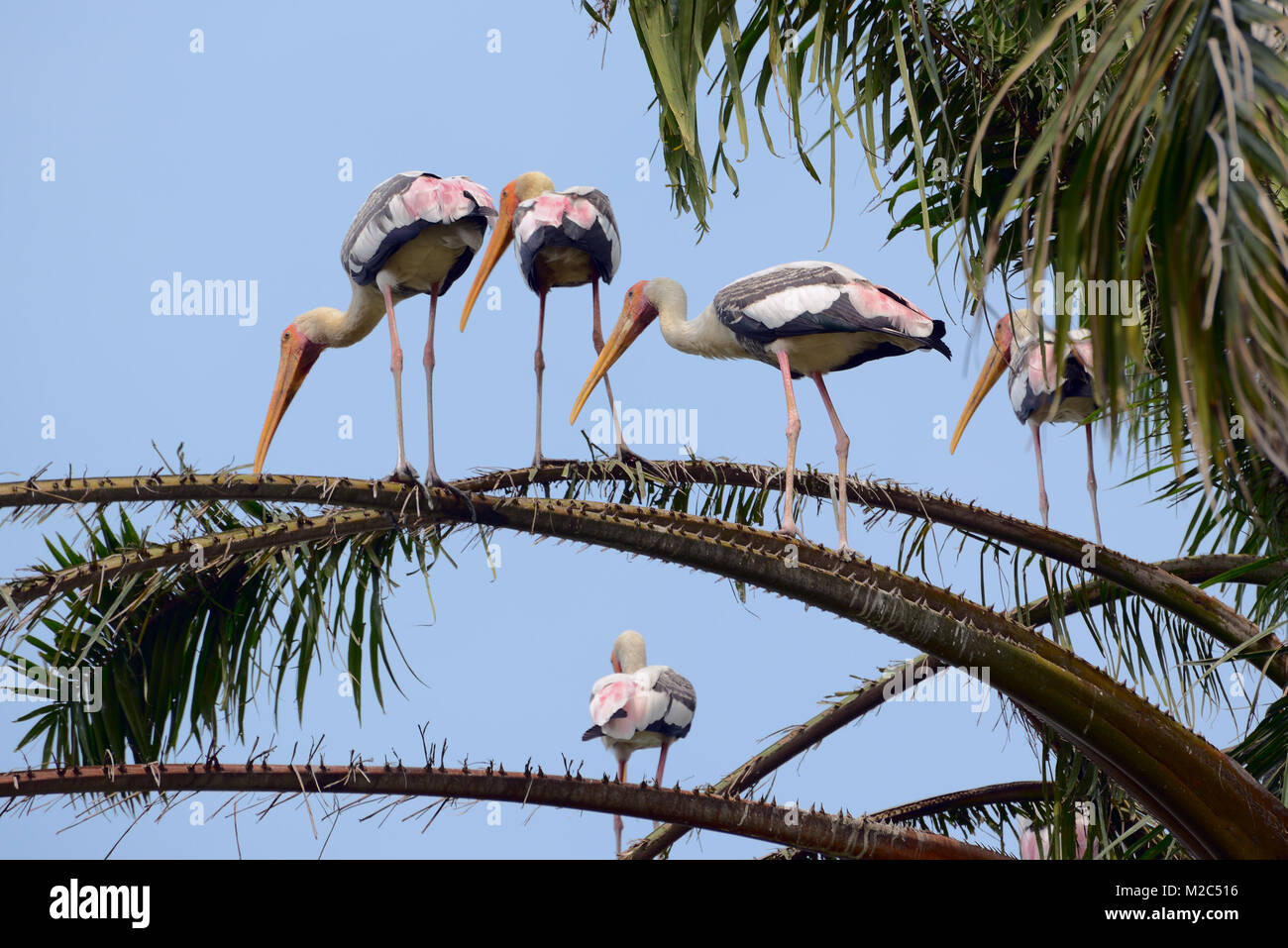 Storks on tree hi-res stock photography and images - Alamy