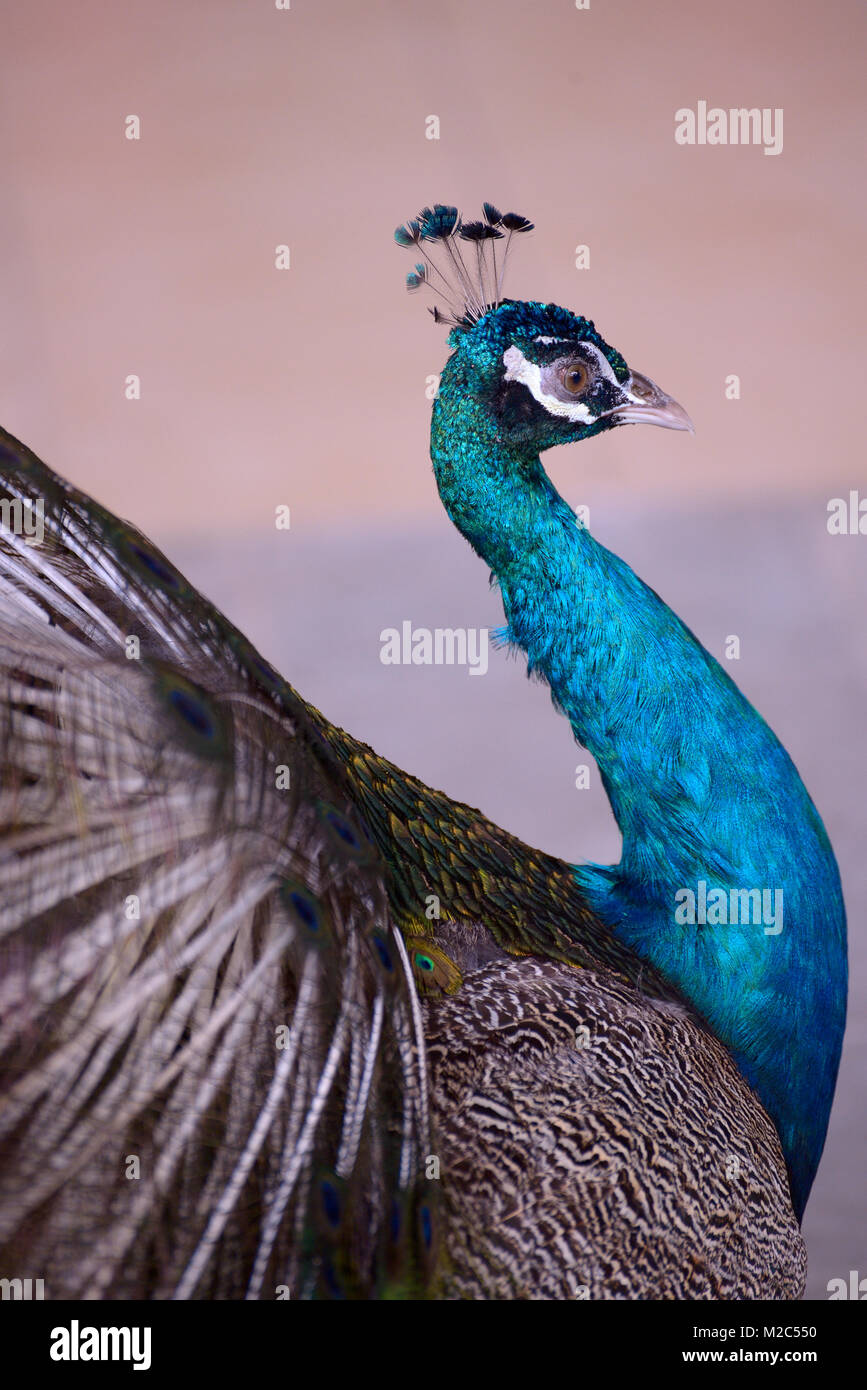 Indian Blue Peafowl shot in profile, closeup Stock Photo - Alamy
