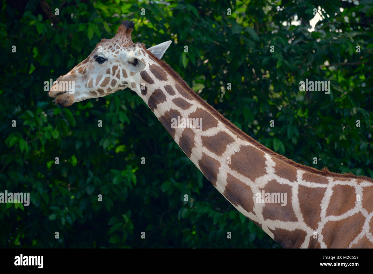 Giraffe head and neck hi-res stock photography and images - Alamy