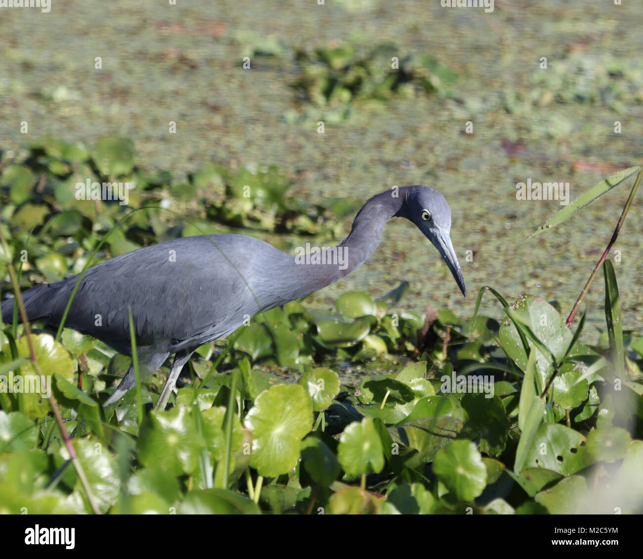 Little blue heron profile hi-res stock photography and images - Alamy