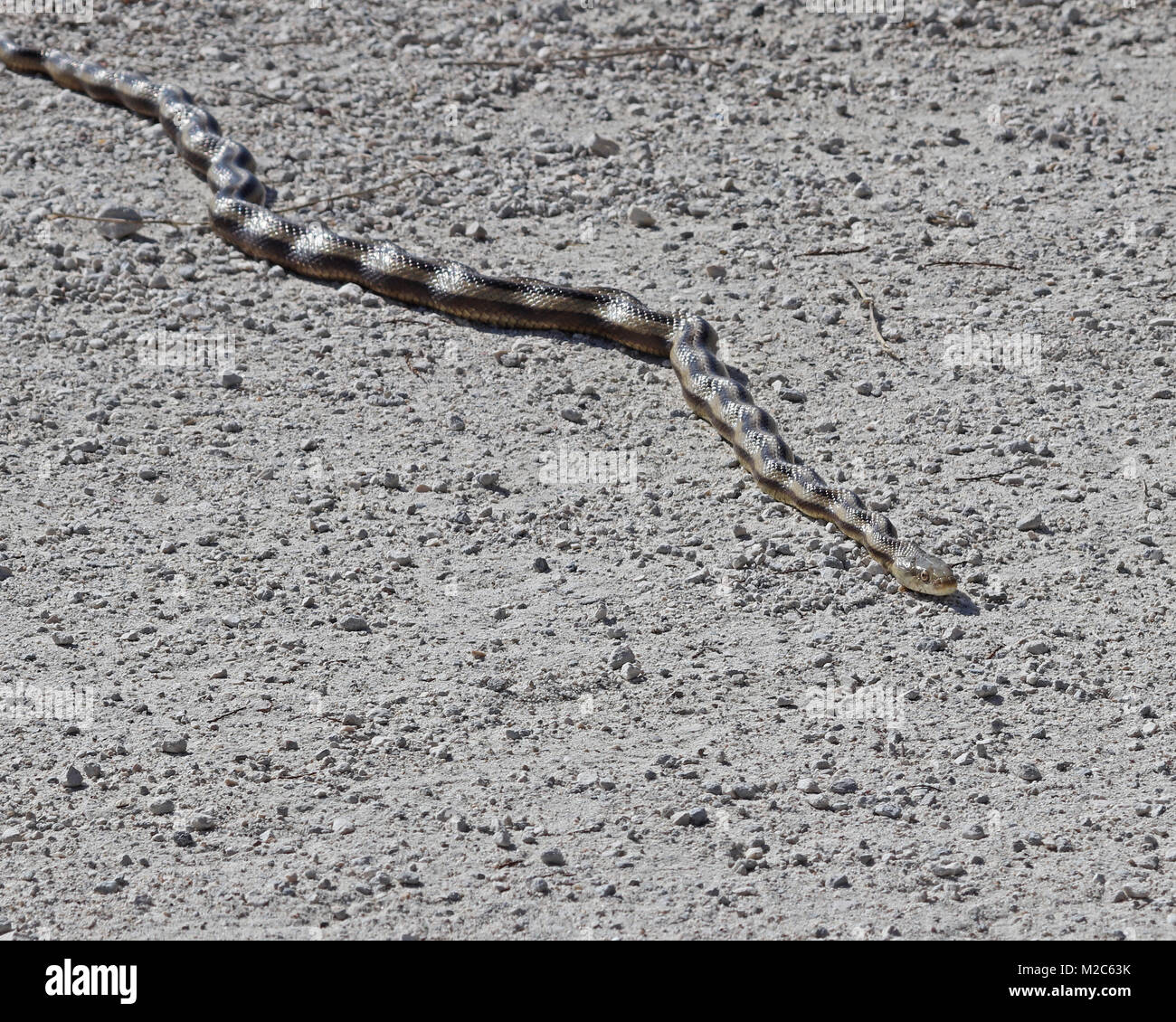 Frightened yellow rat snake on trail at Sweetwater wetlands park in ...