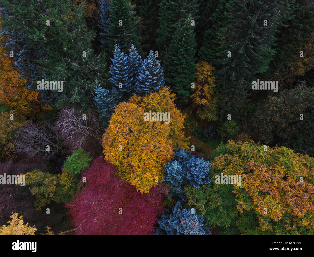 Tree tops from above 2 Stock Photo - Alamy