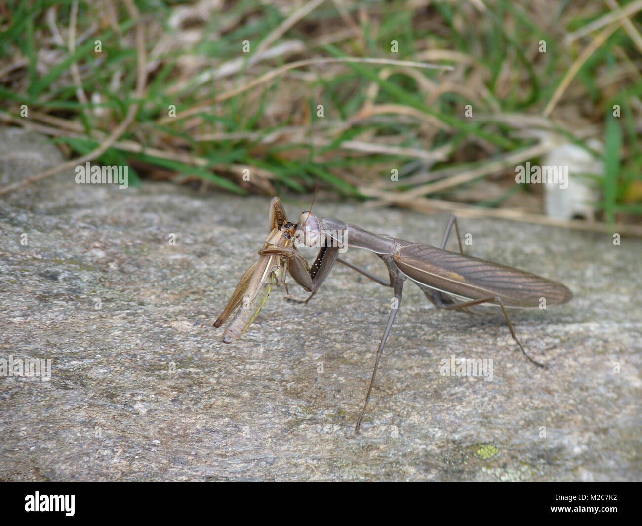 Praying Mantis eating grasshopper Stock Photo - Alamy