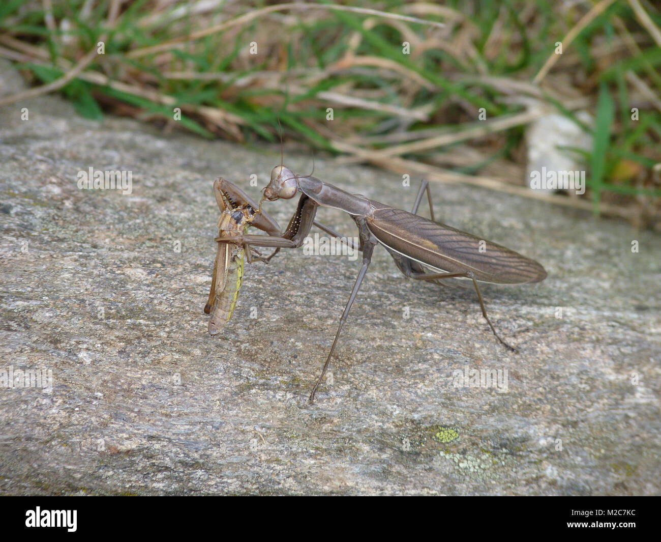 Praying Mantis eating grasshopper Stock Photo - Alamy