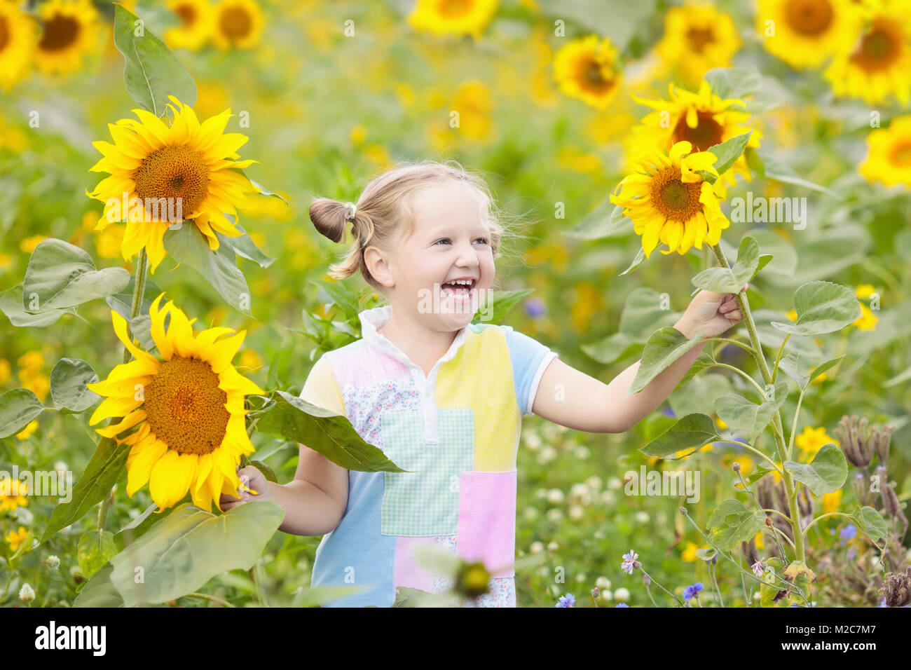 Child playing in sunflower field on sunny summer day. Kids play with ...