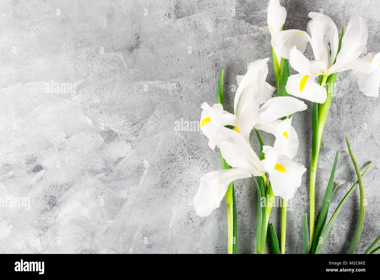 Beautiful Iris Flowers on Grey Background, Top View, Copy Space Stock ...