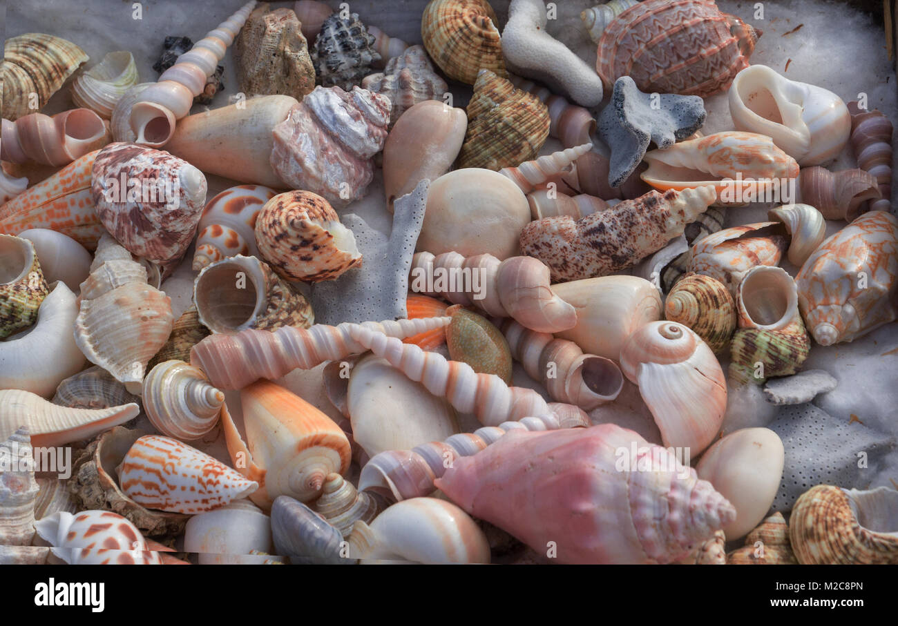 Pretty Shells