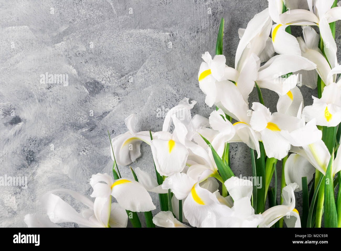 Beautiful Iris Flowers on Grey Background, Top View, Copy Space Stock ...