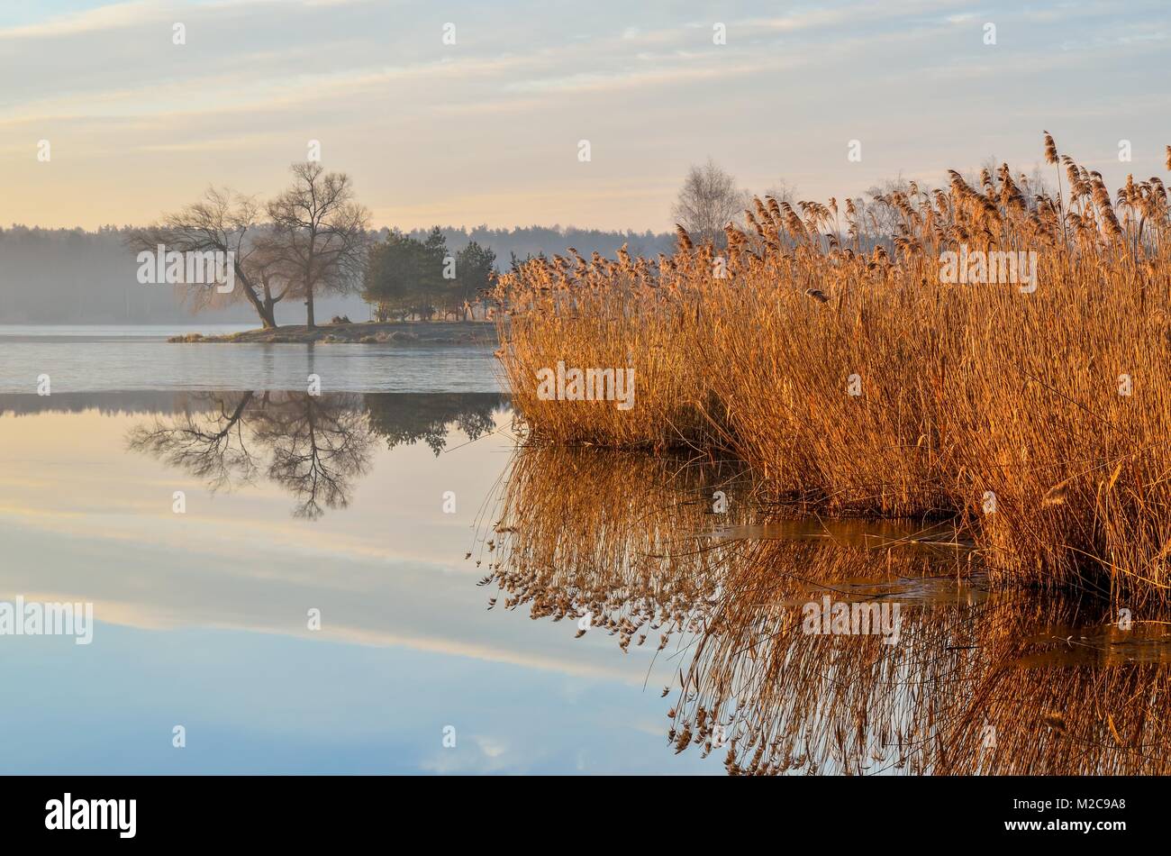 Beautiful morning landscape. Bushes and trees by the lake Stock Photo ...