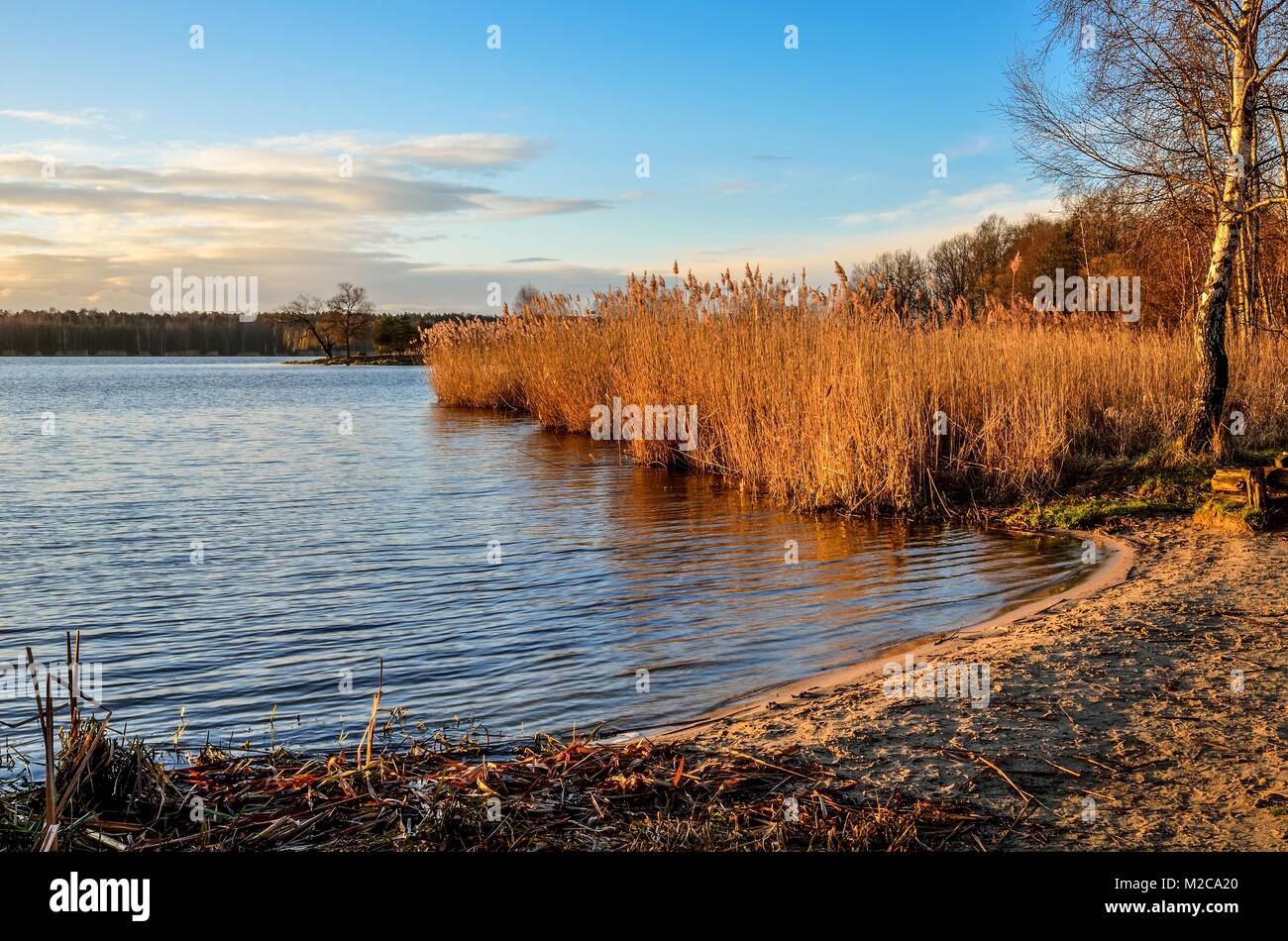 Beautiful morning landscape. Bushes and trees by the lake Stock Photo ...