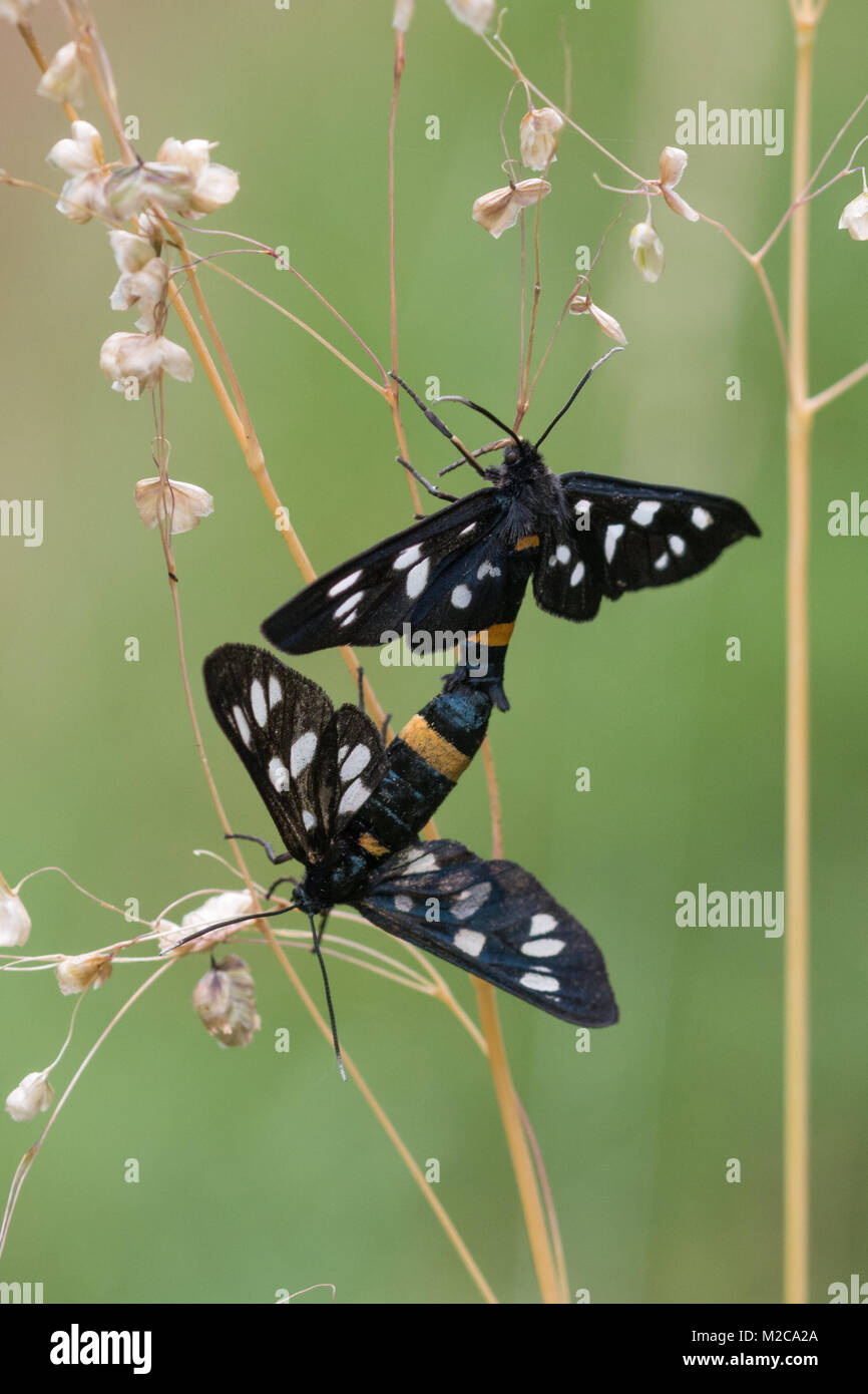Nine-spotted (yellow belted burnet, Amata phegea) moths mating on ...