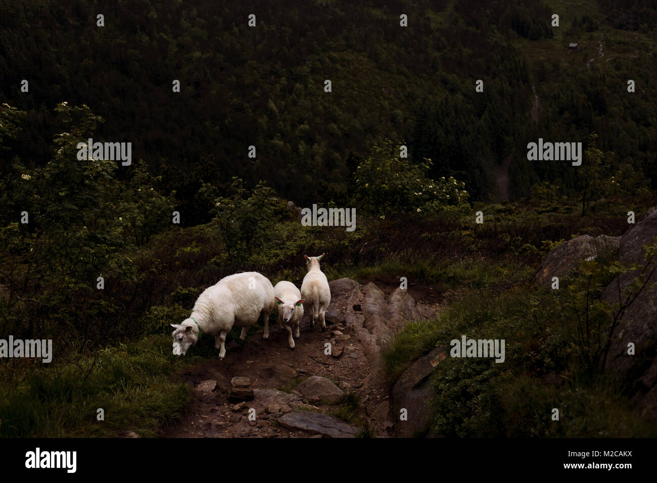 Lambs family graze on hi-res stock photography and images - Alamy