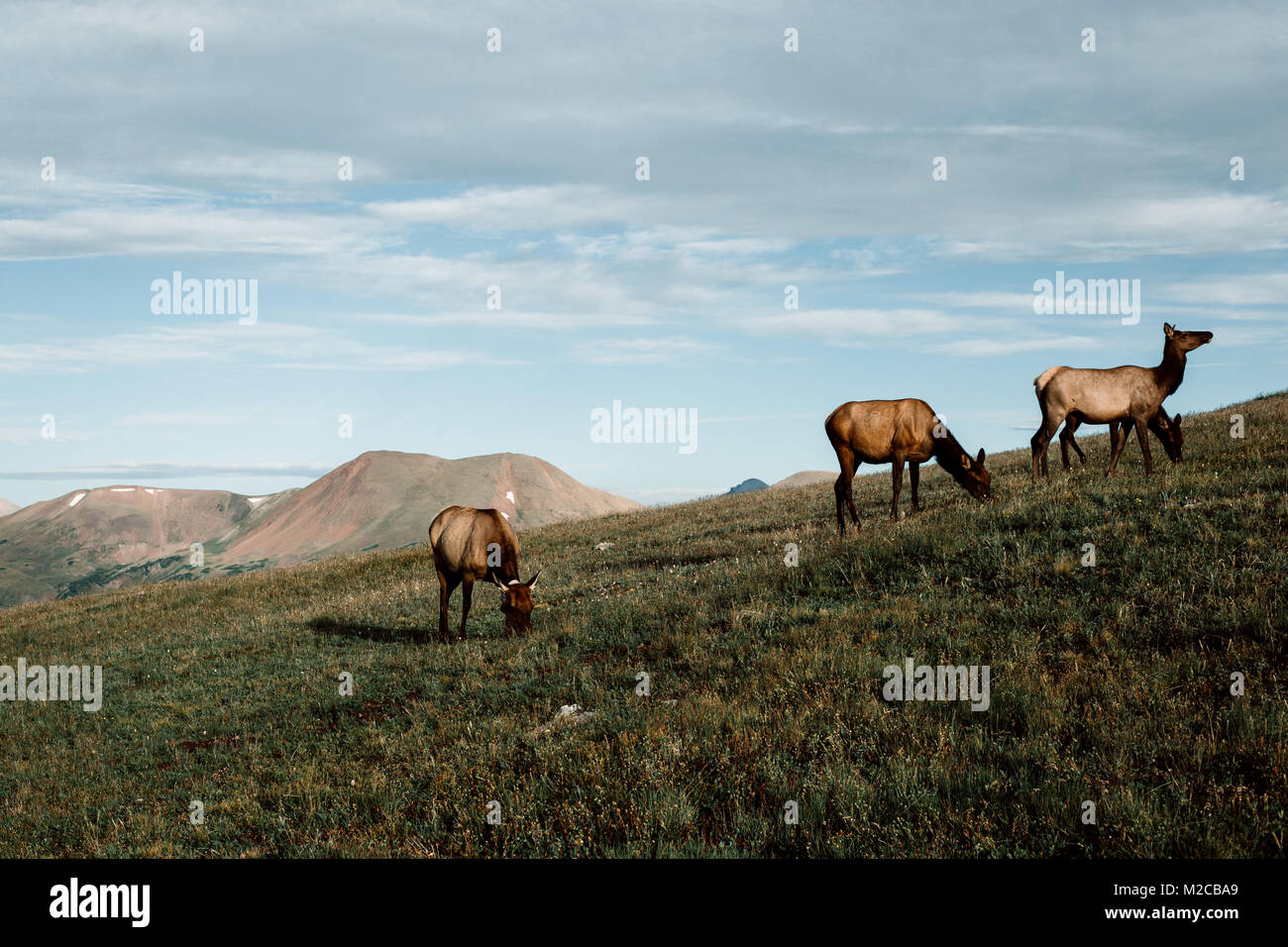 Elk on mountain top hi-res stock photography and images - Alamy