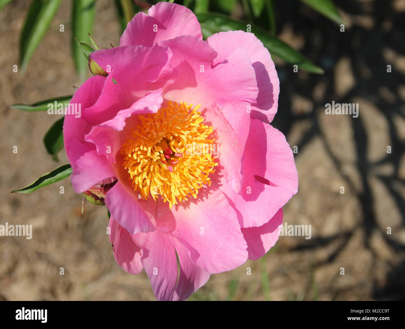 Peony Big Flower Head Close-Up Beautiy Stock Photo - Alamy