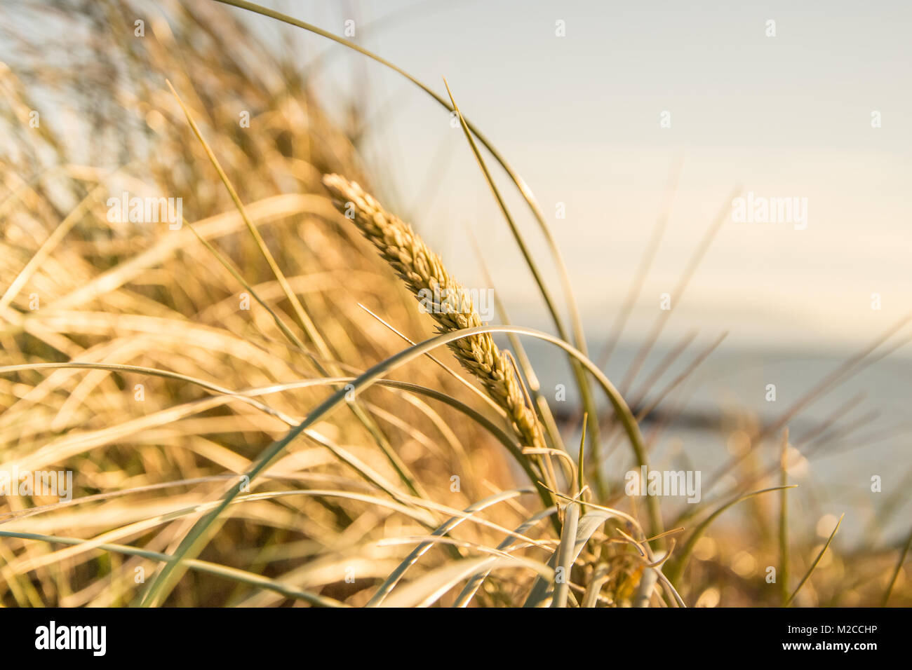 Grass Stalk on Beach Isolated Stock Photo - Alamy