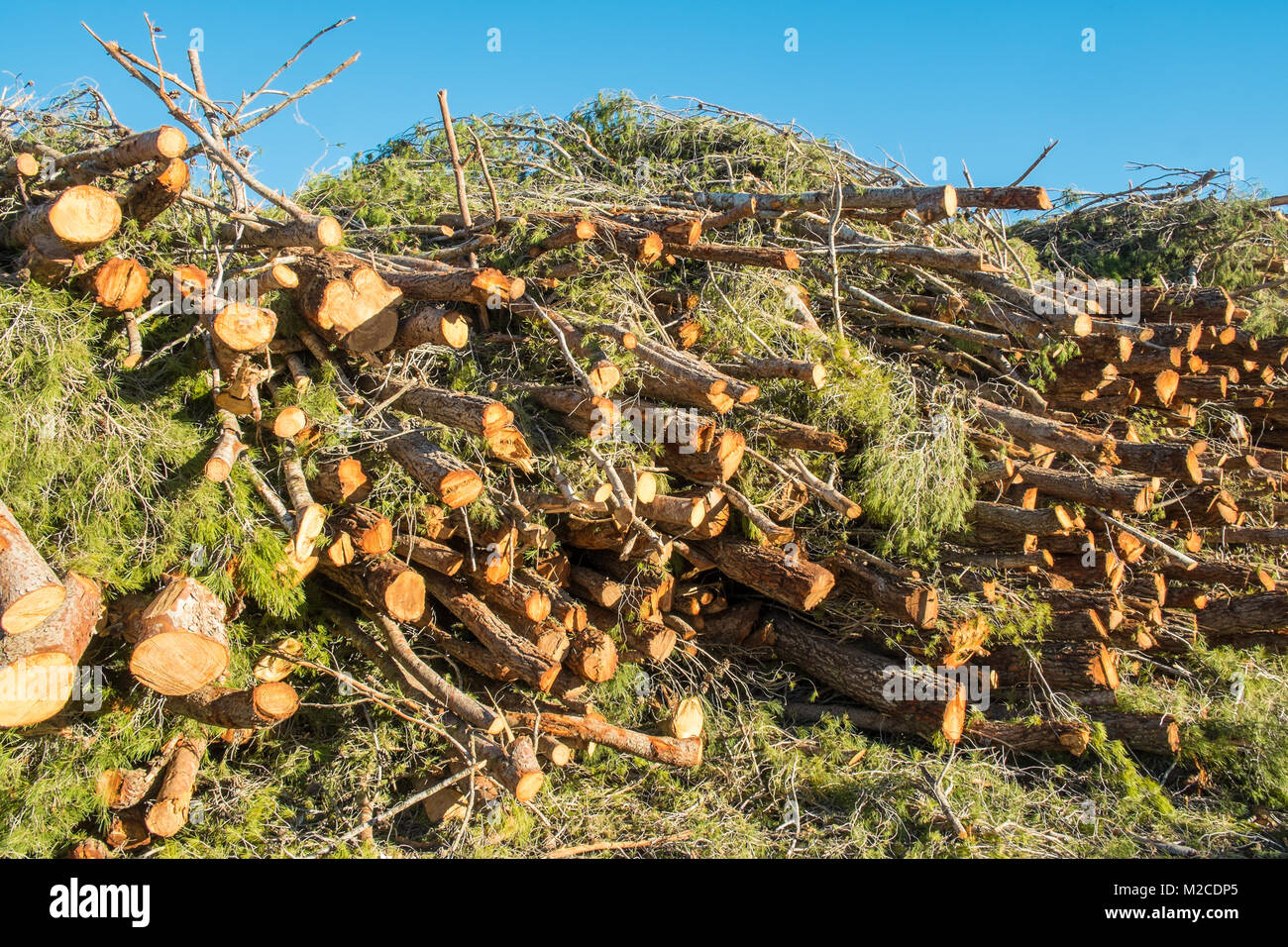 Stack of timber from forestry works Stock Photo - Alamy