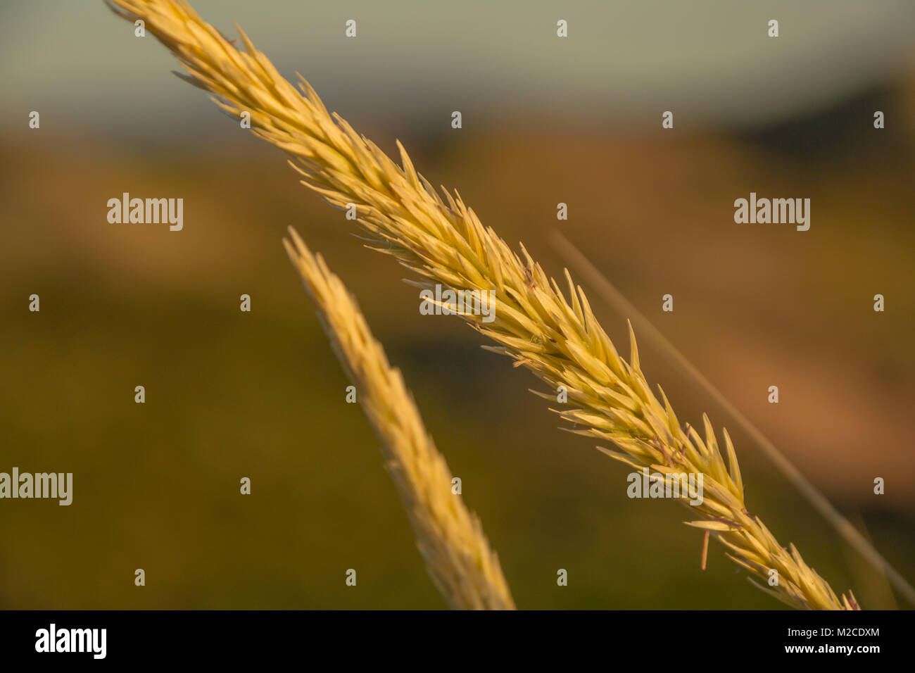 Grass Stalk on Beach Isolated Stock Photo - Alamy