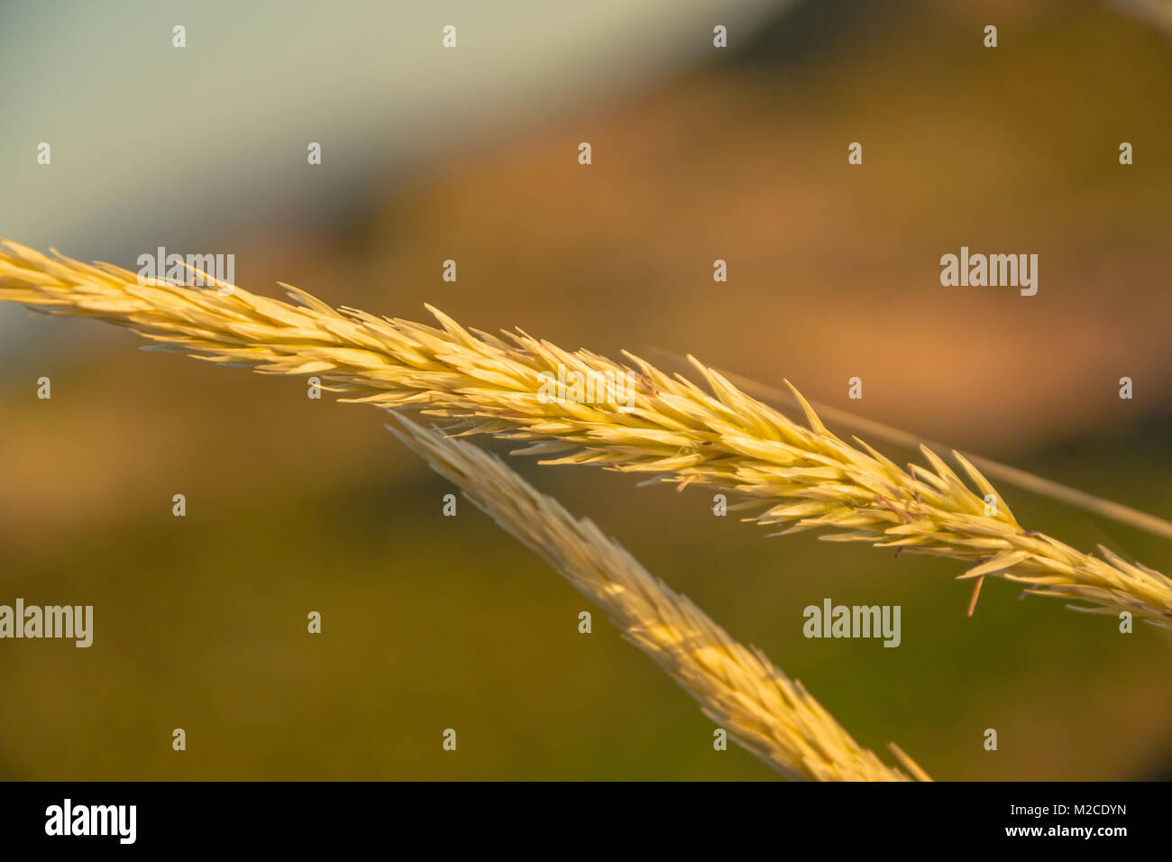 Grass Stalk on Beach Isolated Stock Photo - Alamy