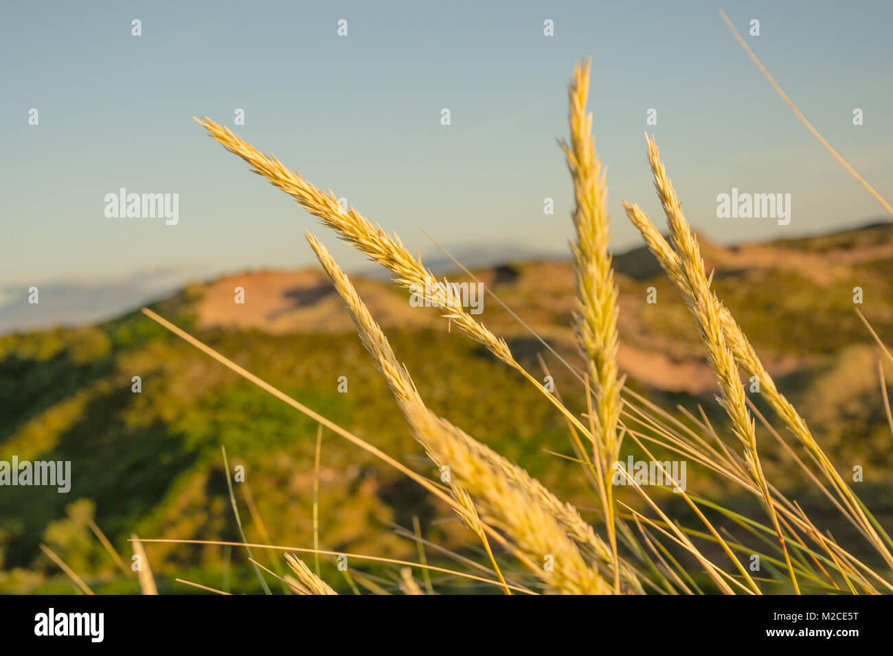 Grass Stalk on Beach Isolated Stock Photo - Alamy
