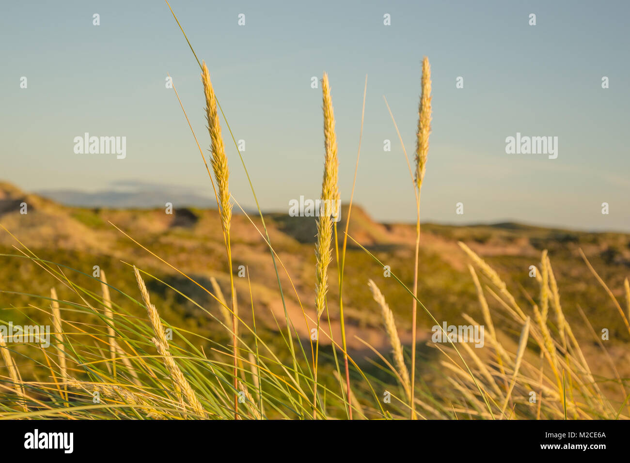 Grass Stalk on Beach Isolated Stock Photo - Alamy