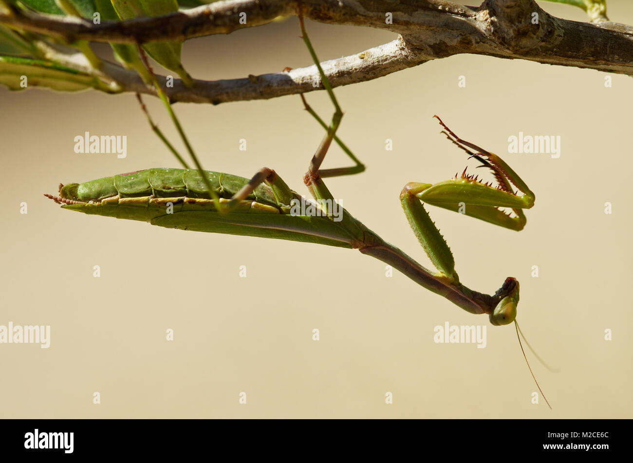 Profile view of a green Mediterranean mantis or Iris mantis (Iris ...