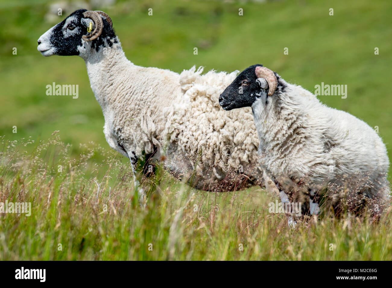 Sheep stand hi-res stock photography and images - Alamy
