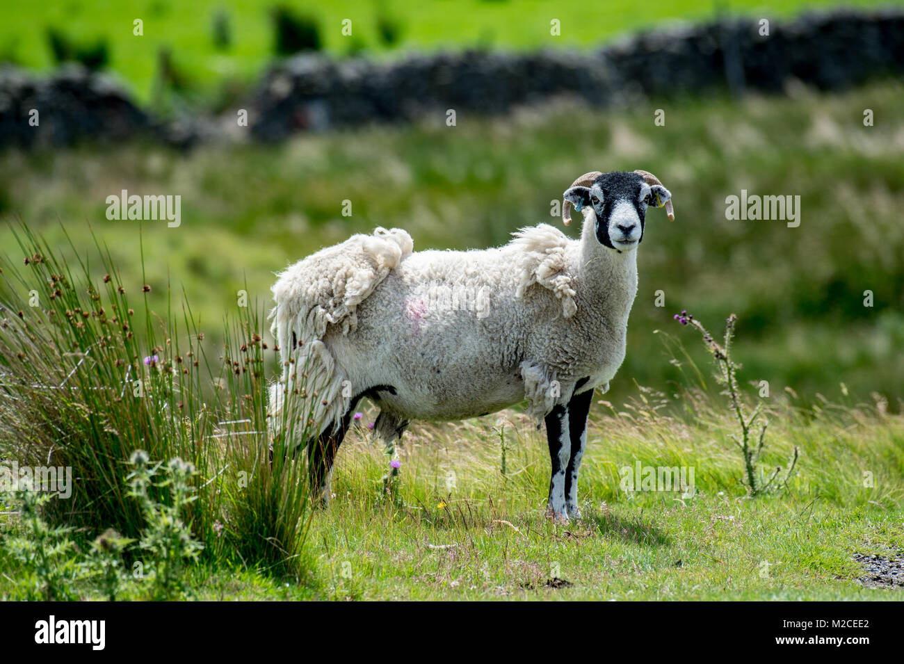 Shedding sheep stands out against grassy field, Yorkshire Dales, UK ...