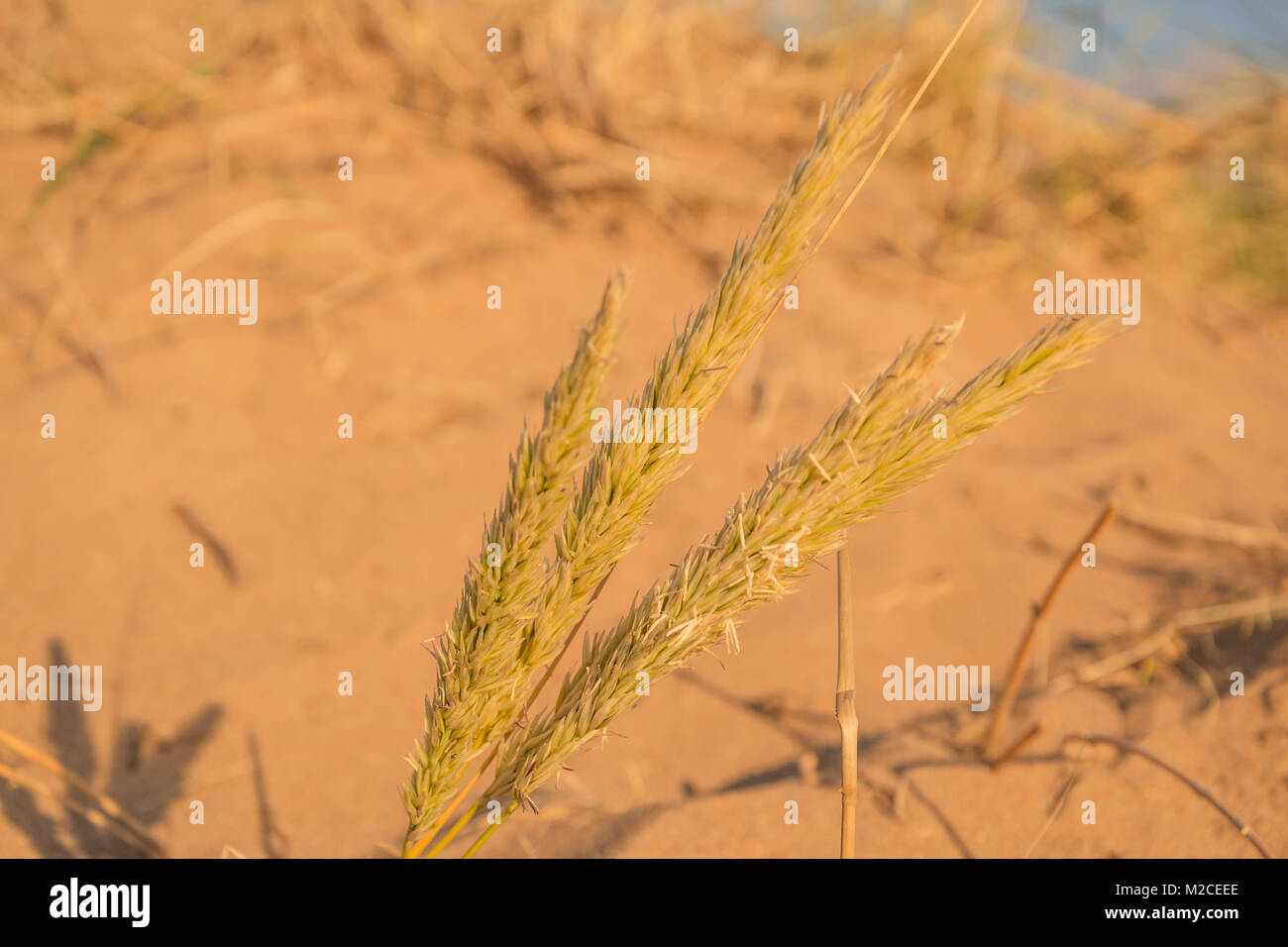 Grass Stalk on Beach Isolated Stock Photo - Alamy