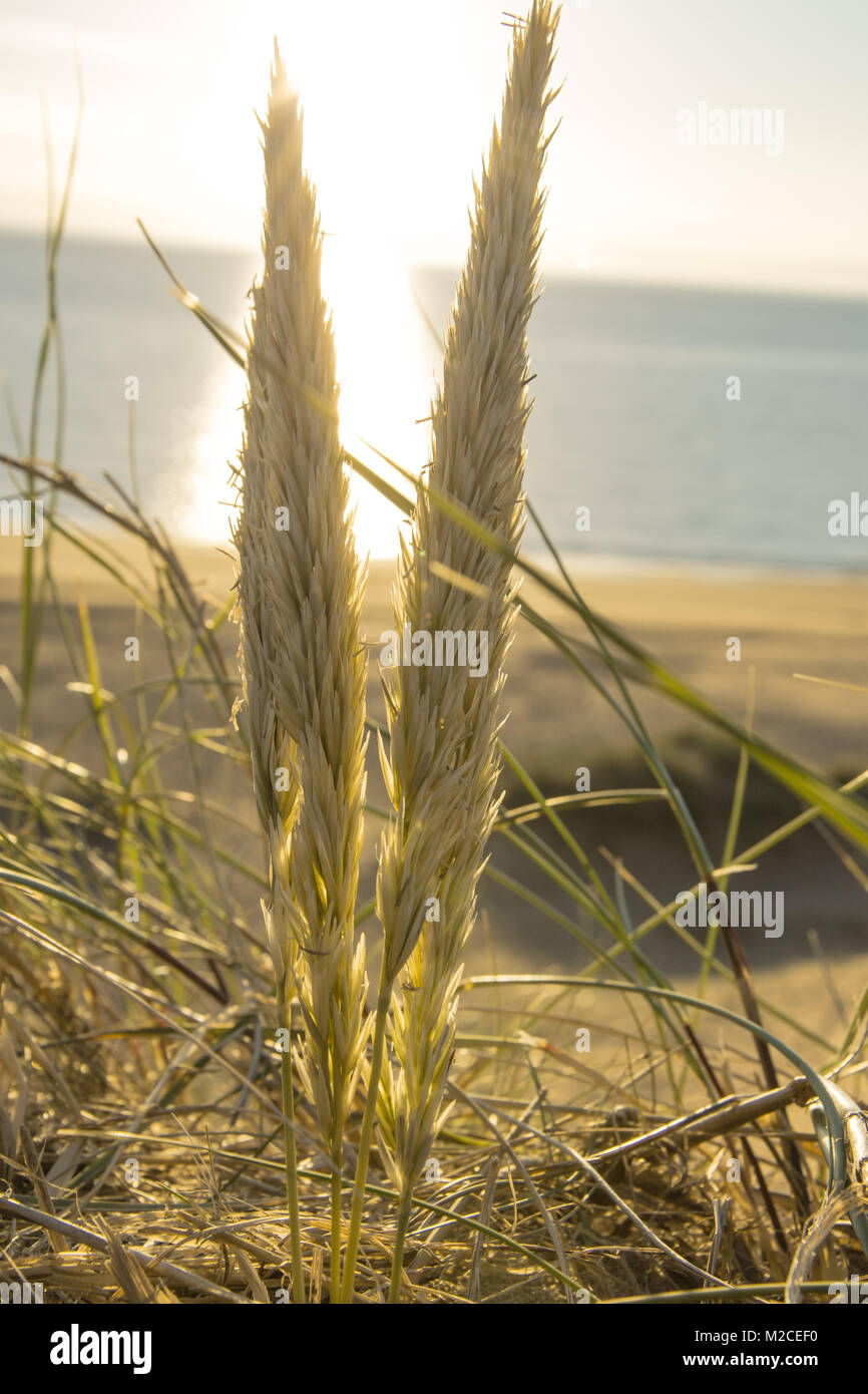 Grass Stalk on Beach Isolated Stock Photo - Alamy
