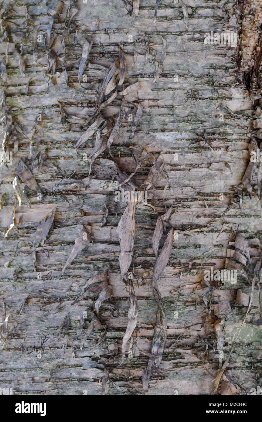 Yellow Birch (Betula alleghaniensis), Adirondack Forest Preserve, New ...