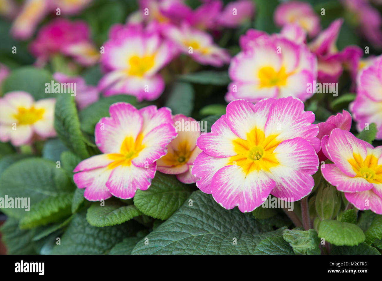 Primula acaulis 'Lipstick' Stock Photo - Alamy
