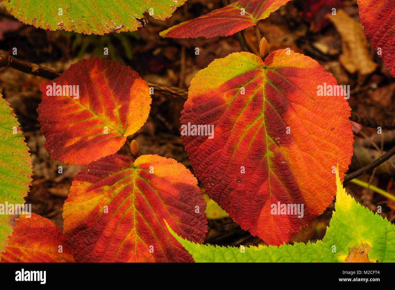 Witch Hobble (Viburnum lantanoides) Leaves In Autumn, Siamese Ponds ...